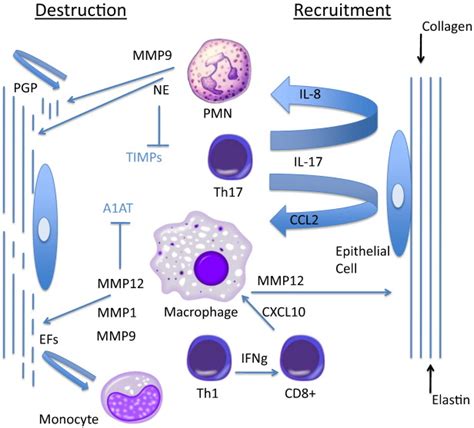 Schematic Of Emphysema Pathogenesis Recruitment Of Inflammatory Cells