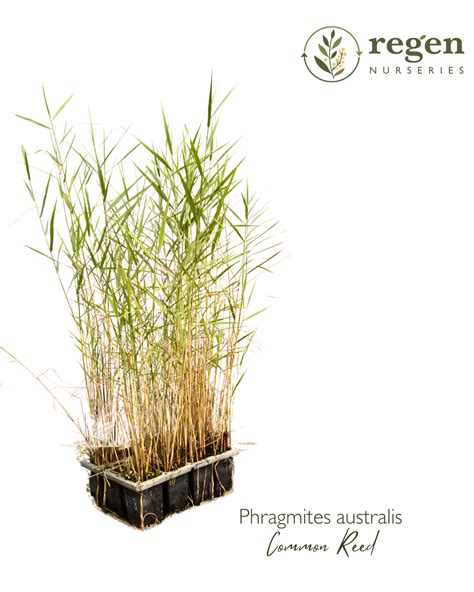 Buy Phragmites Australis Common Reed Online Regen Nurseries