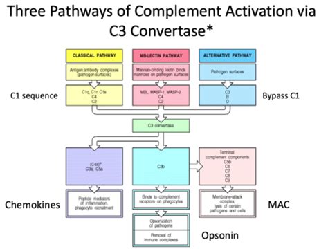 Lecture 4 Complement Cascades Flashcards Quizlet