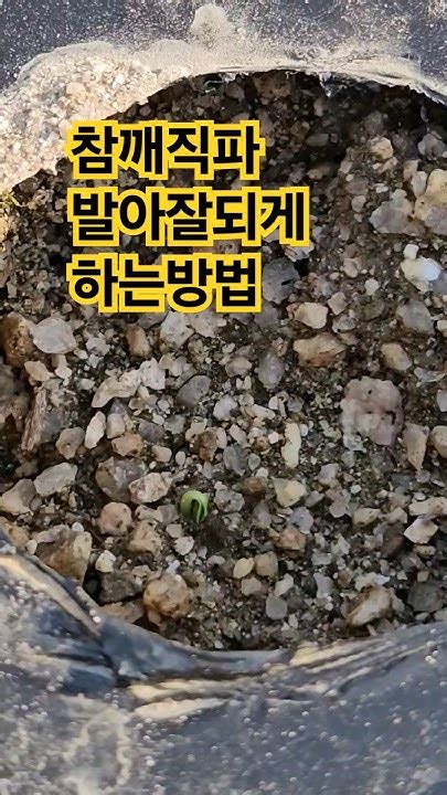 참깨직파발아잘되게하는방법참깨직파방법참깨파종방법참깨키우기참깨새싹잘나오게하는방법 Farming Sesame Youtube