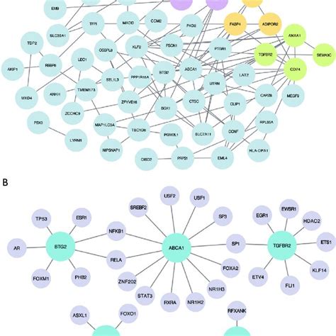 Analysis Of Ppi And Tf Networks A The Construction Of The Ppi