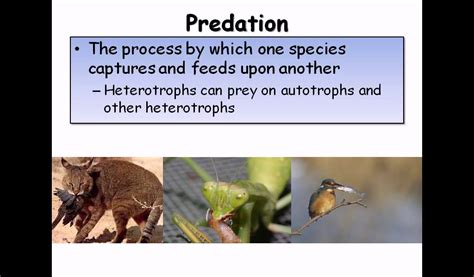 25 Interaction In Ecosystem Youtube
