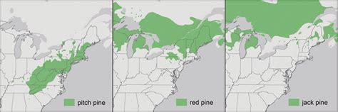 Distribution Of Pitch Pine Red Pine And Jack Pine Download