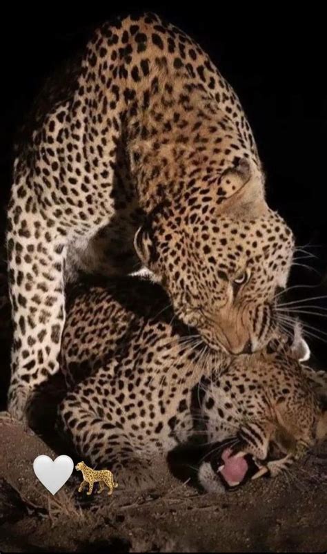 Pin By Shaya Sardadvar On M