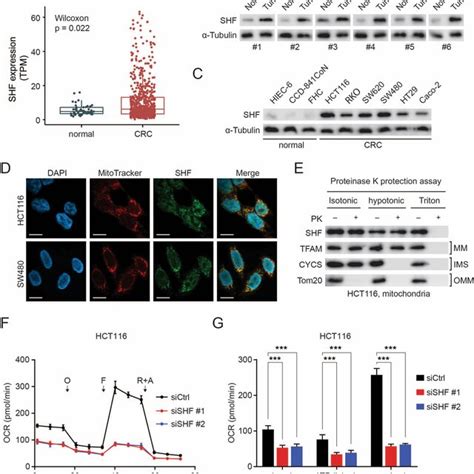 Mitochondrial Shf Plays An Important Role In The Regulation Of Download Scientific Diagram