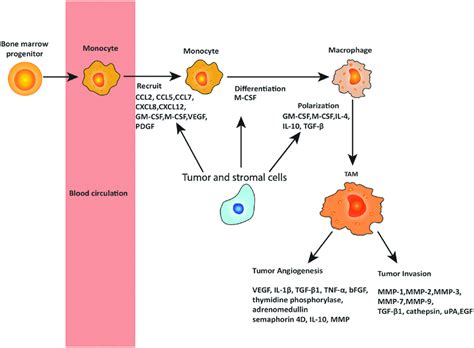 Roles Of Tumor Associated Macrophages Tams In Metastasis