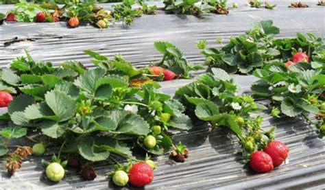 Cara Budidaya Strawberry Mudah And Hasil Panen Berlimpah