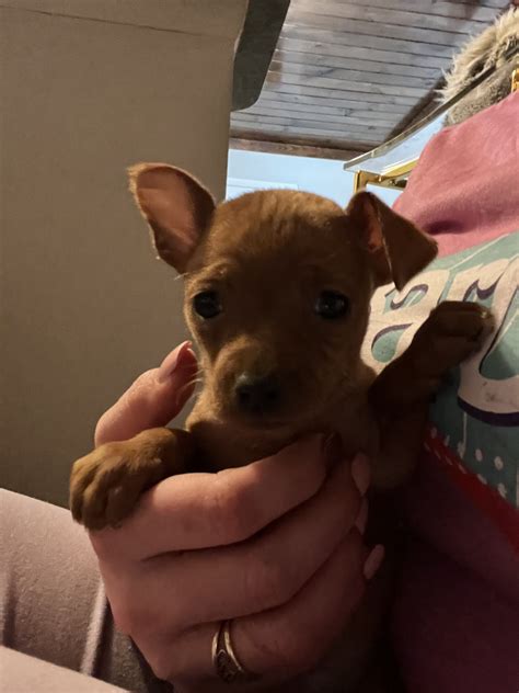 Miniature Pinscher Puppies For Sale Salem Nj 500958
