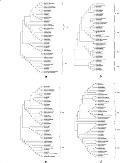 Phylogenetic Trees Were Constructed Using Mega 5 2 Software Based On Download Scientific