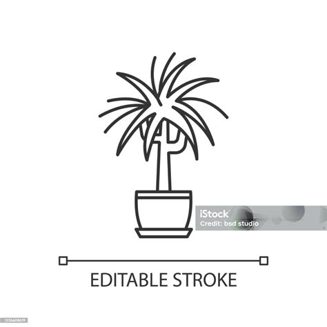 드라카에나 픽셀 완벽한 선형 아이콘입니다 화분에 심은 하우스 플랜트 드래곤 트리입니다 뾰족한 잎으로 식물 얇은 라인 사용자 정의 그림입니다 등고선 기호입니다 벡터 절연