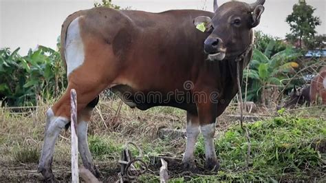 Beefmaster Cattle Standing In A Green Field Stock Video Video Of Graze Farm 378673623