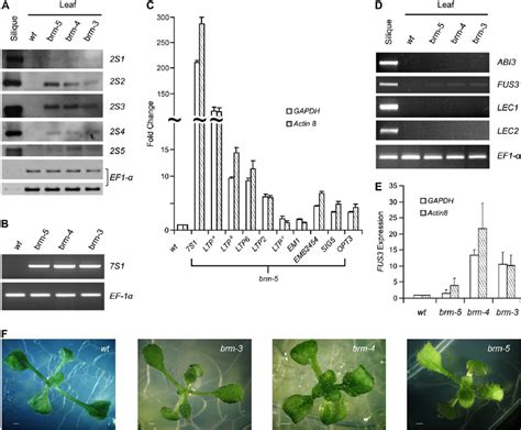 Validation Of The Dna Microarray Results A Rna Blot Analysis Of The