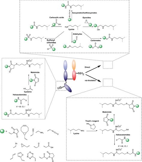 Figure From Antibody Fragments As Nanoparticle Targeting Ligands A Step In The Right