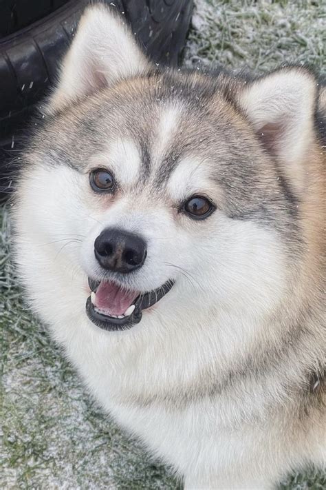 Pomsky Colors Guide White Brown Black Red Blue Merle Etc