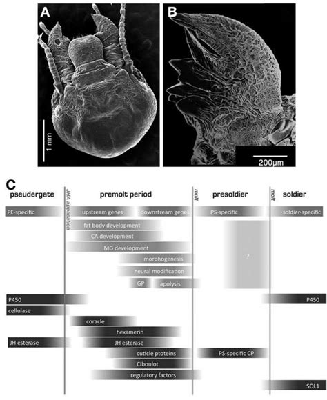 Pdf Molecular Basis Underlying Caste Differentiation In Termites