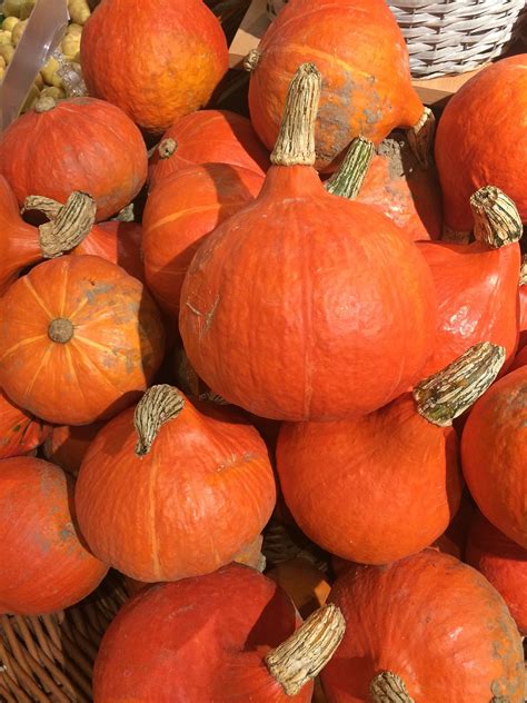 Маленькие Тыквы Фото —