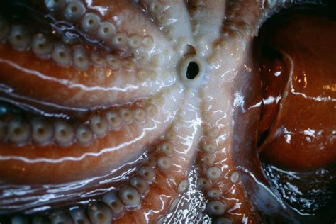 Octopus Anatomy Body Parts Of An Octopus With Photos