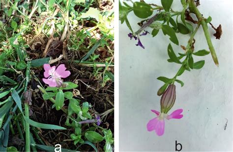 A Silene Pendula L Found On 29052021 In The Area Of Gelemenovo