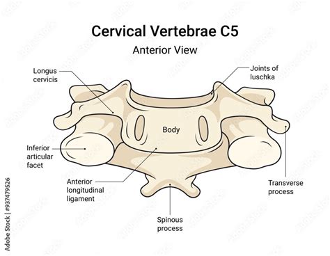 Anatomy Of Cervical Vertebrae C5 Anterior View Stock Vector Adobe Stock