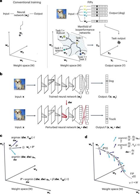 Overcoming Catastrophic Forgetting Algorithm Inspired By Brain Allows Neural Networks To