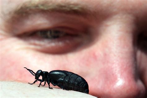 Colorado Artist Makes Models Of Beetles Holding Sex Toys