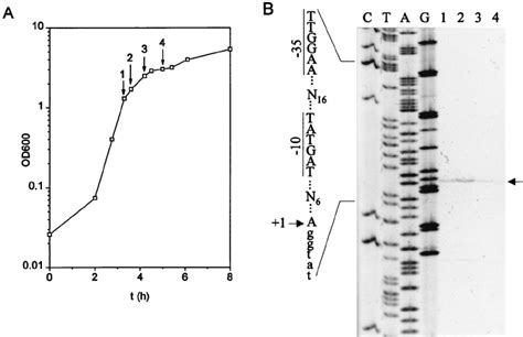 Mapping Of The 5 Ј End Of The Seca Prfb Mrna By Primer Extension A