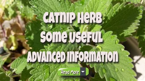 The Ultimate Guide To Catnip For Cat Lovers Intrepid Technology And Resources Inc
