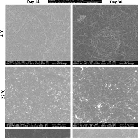 Optical Image Of The Degradation Of Crosslinked Gelatin Genipin