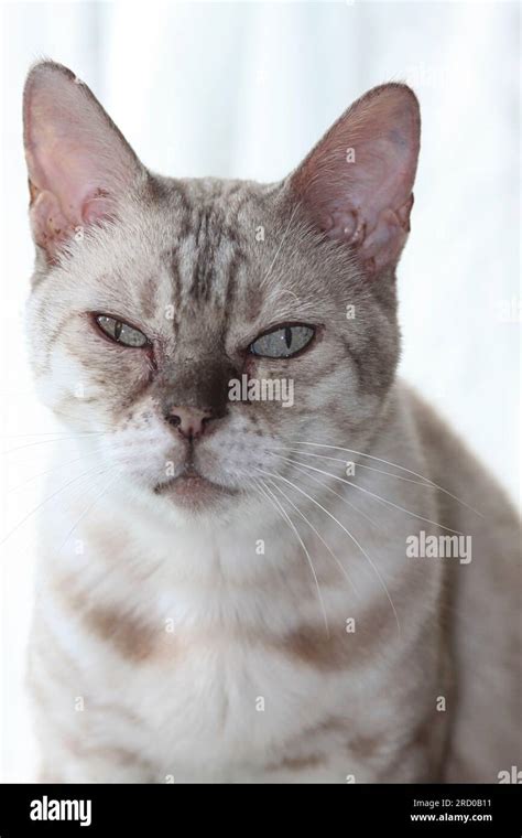 Portrait Of An Adult Female Bengal Snow Rosette Cat Looking At The