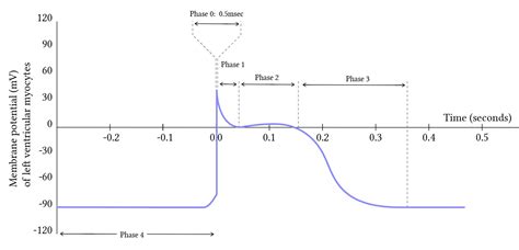 Action Potential Phases Action Potential