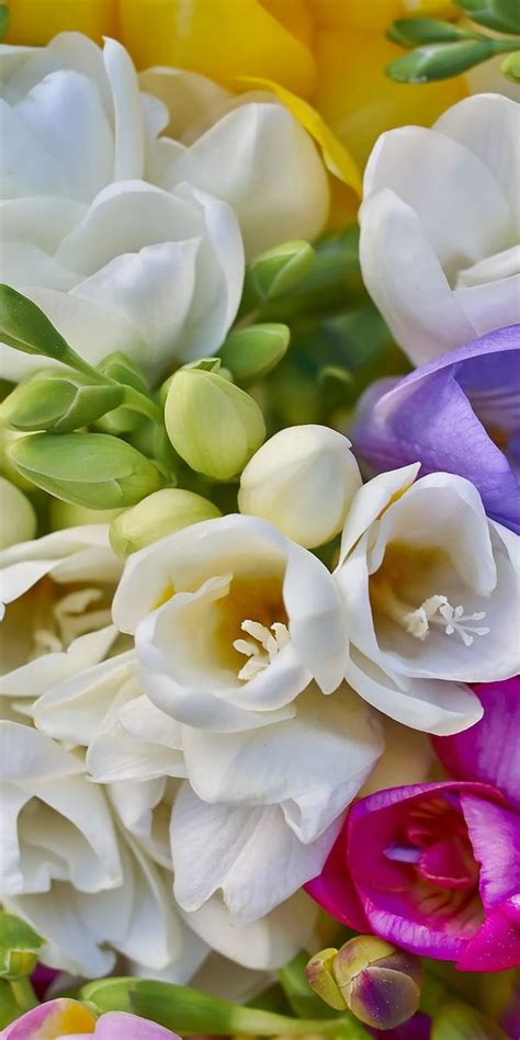 Обои на рабочий стол Цветок Цвета Фрезия Земля природа Флауэрсы 460561 для ПК