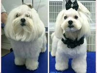 11 Ideas De Cortes Maltes Y Perro Maltes Para Guardar Hoy Bichón