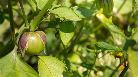 How To Plant Grow And Care For Tomatillo Plants Sembrar Tomates