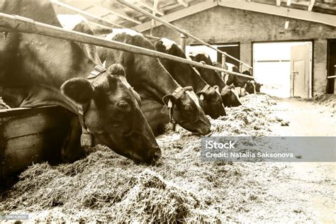 소는 유제품 농장에 건초를 먹고 일반적인 계획에 연속 우유 생산 흑백 이미지 가사 집안일에 대한 스톡 사진 및 기타 이미지 가사 집안일 가축 가축떼 Istock