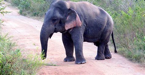 Elephant With Dwarfism About 5ft Tall And Fully Grown Imgur