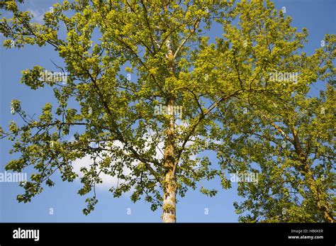 What Is Balsam Poplar Used For At Benjamin Downie Blog
