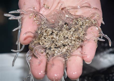 What Are Glass Eels Used For Storables