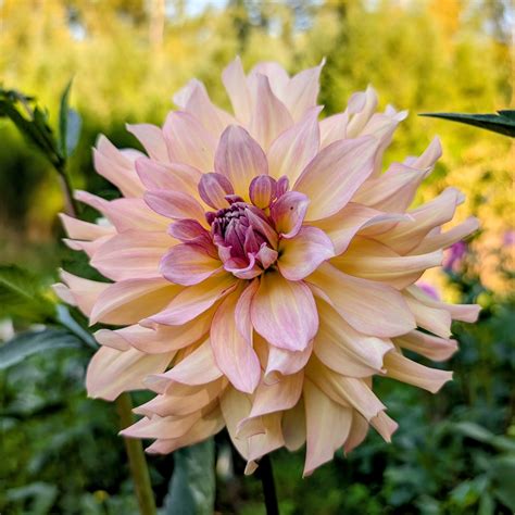 Ac Twisp Rainysunday