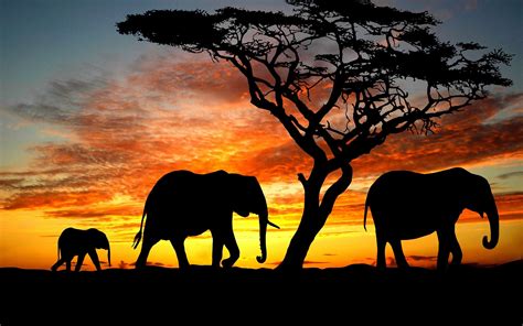 Elephant Desktop Wallpaper 77 Images