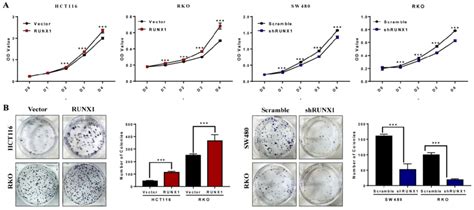 Runx1 Promotes The Proliferation Of Crc In Vitro A Overexpressed Download Scientific Diagram