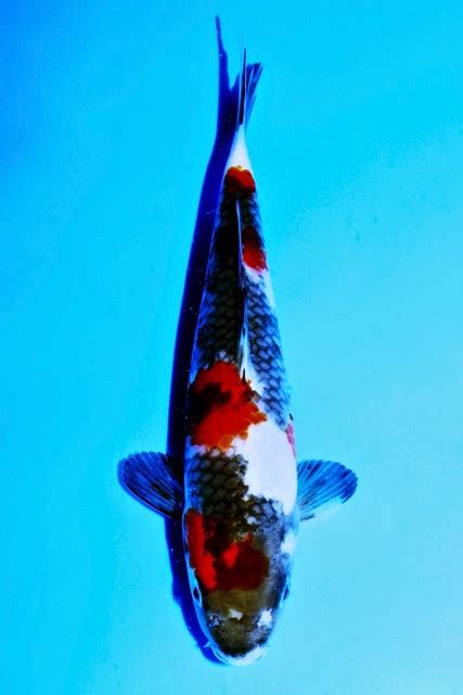 Koi Auktion Koi Dainichi Showa Tategoi Jumbo Tosai