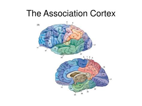 Ppt The Association Cortex Powerpoint Presentation Free Download Id 1896938