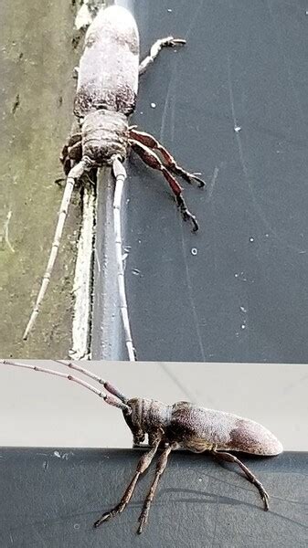 Scraps Gallery For Thebigmansini Fur Affinity [dot] Net