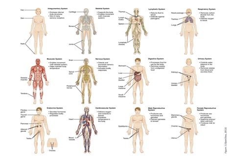 Body Systems Their Function Diagram Quizlet