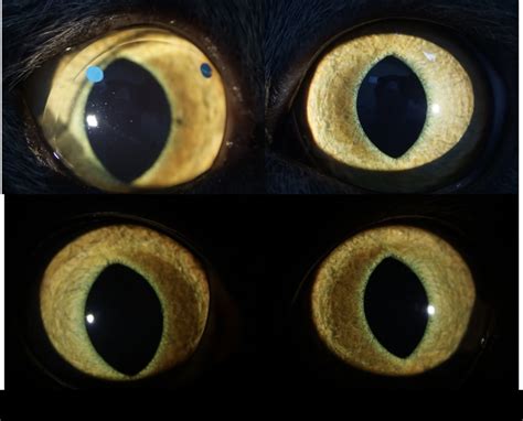 猫案例 贝宠诺宠物医院 上海 有限公司