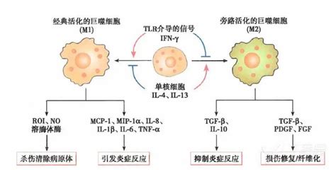 单核 巨噬细胞流式解决方案 行业新闻 博康生物工程（山东）有限公司