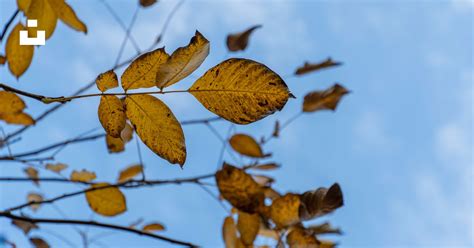 푸른 하늘을 배경으로 노란 잎이 있는 나뭇가지 사진 Unsplash의 무료 잎 이미지