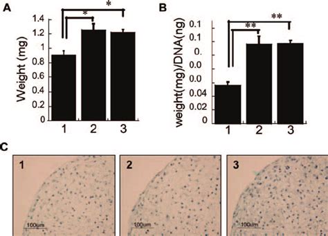 Chondrogenic Differentiation Capacities Of Human Embryonic Stem Cell