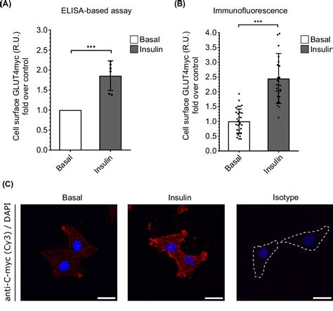 PDF Flow Cytometry Protocol For GLUT4 Myc Detection On Cell Surfaces Semantic Scholar
