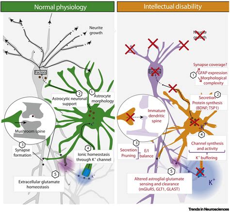 Astrocyte